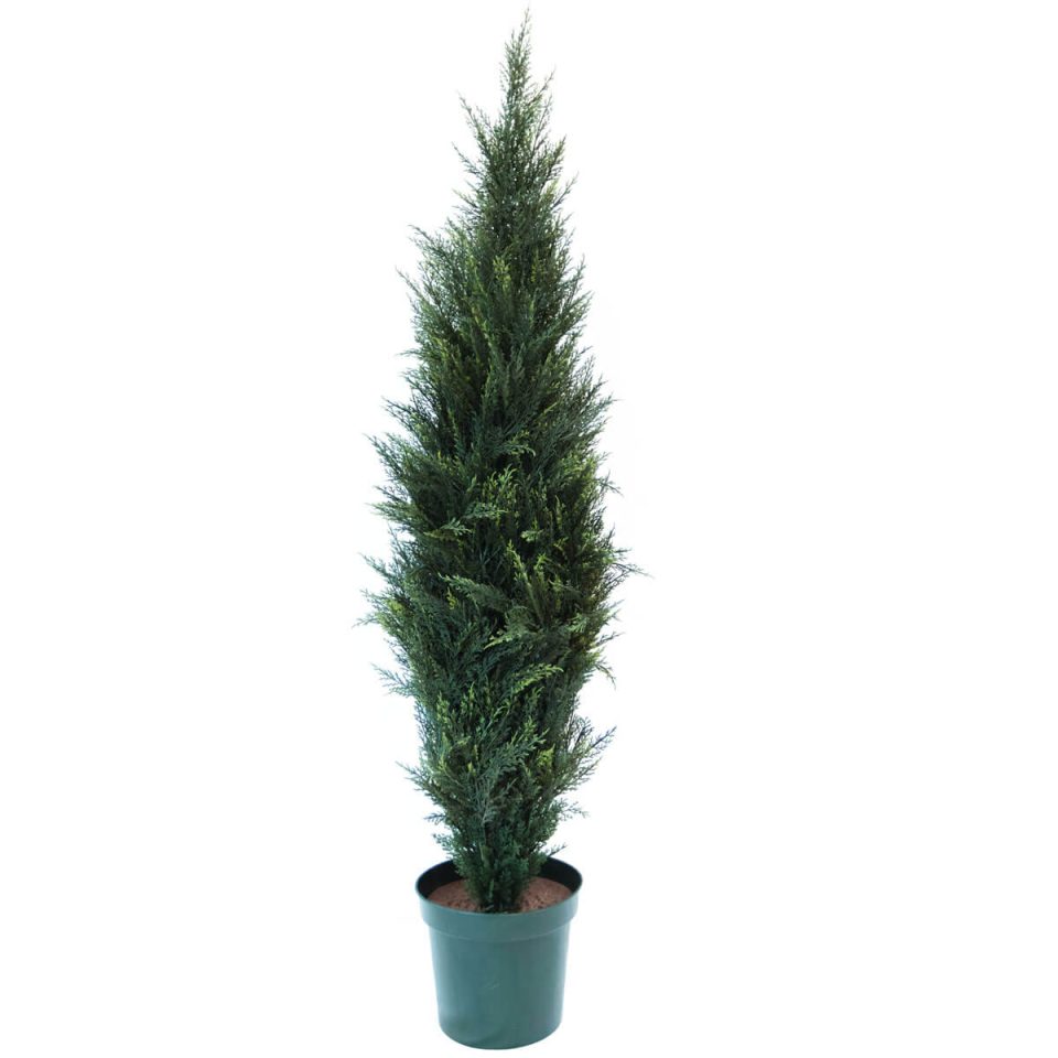 Cyprus Cedar Tree 6' - Rymar USA
