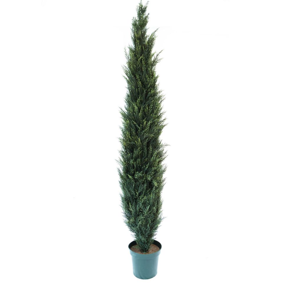 Cyprus CedarTree 8' - Rymar USA