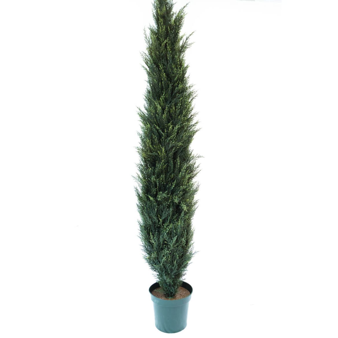 Cyprus CedarTree 8' - Rymar USA